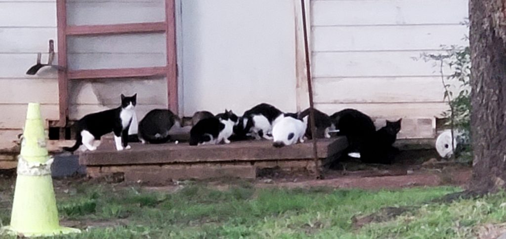 Cat Overpopulation Is A People Problem – Texas Cat Org