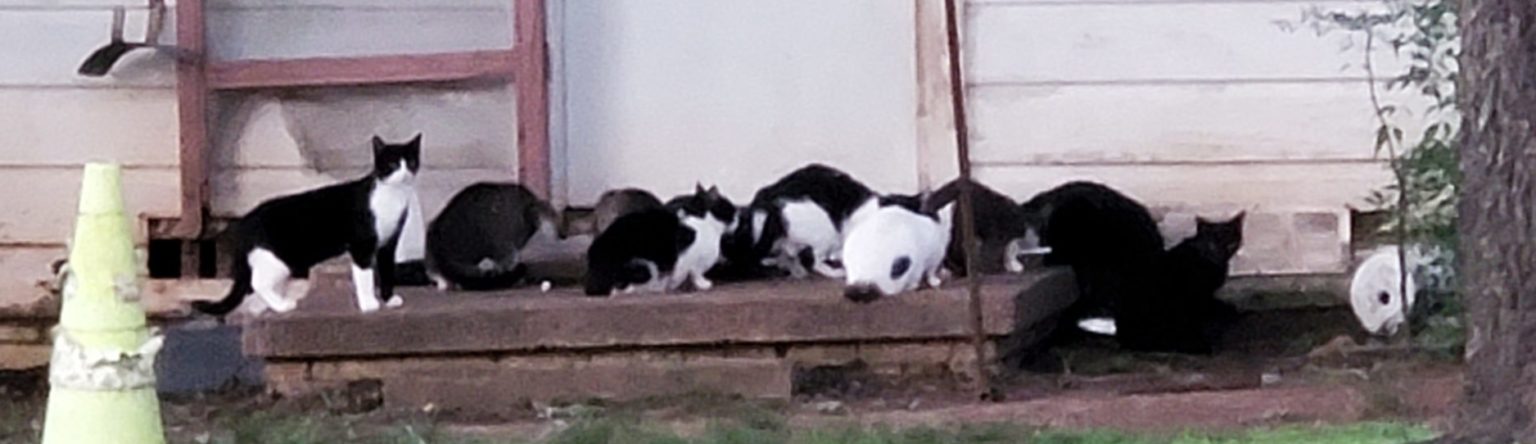 Homeless Animals Are A People Problem – Texas Cat Org