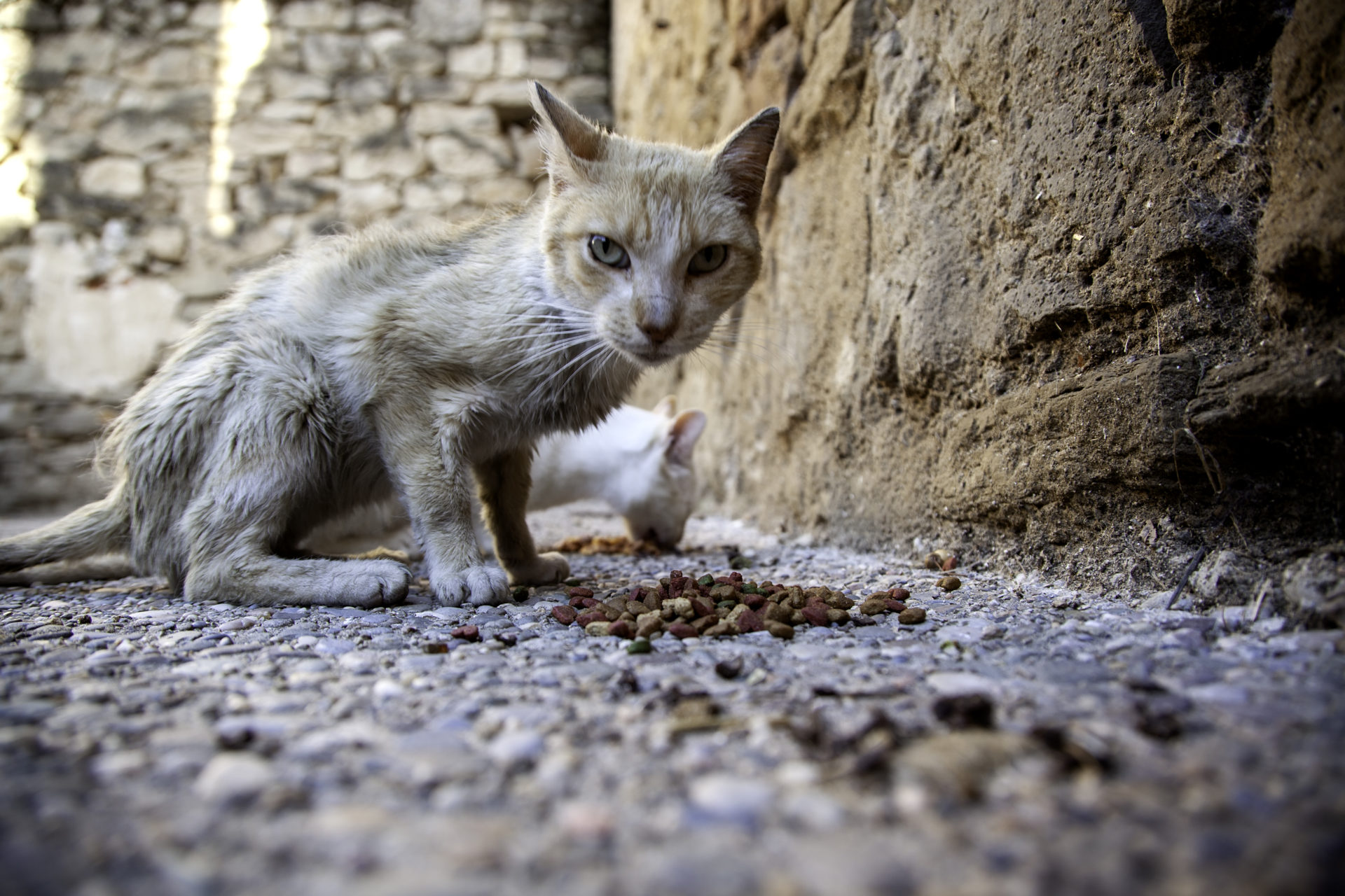 Report Neglect or Abuse | Texas Cat Org