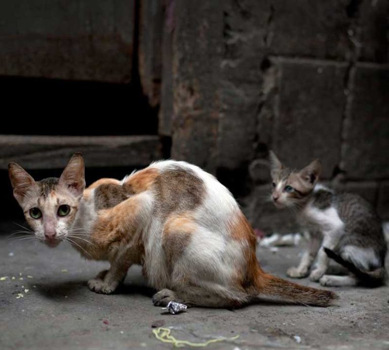 Texas Cat Org – You Give, They Live