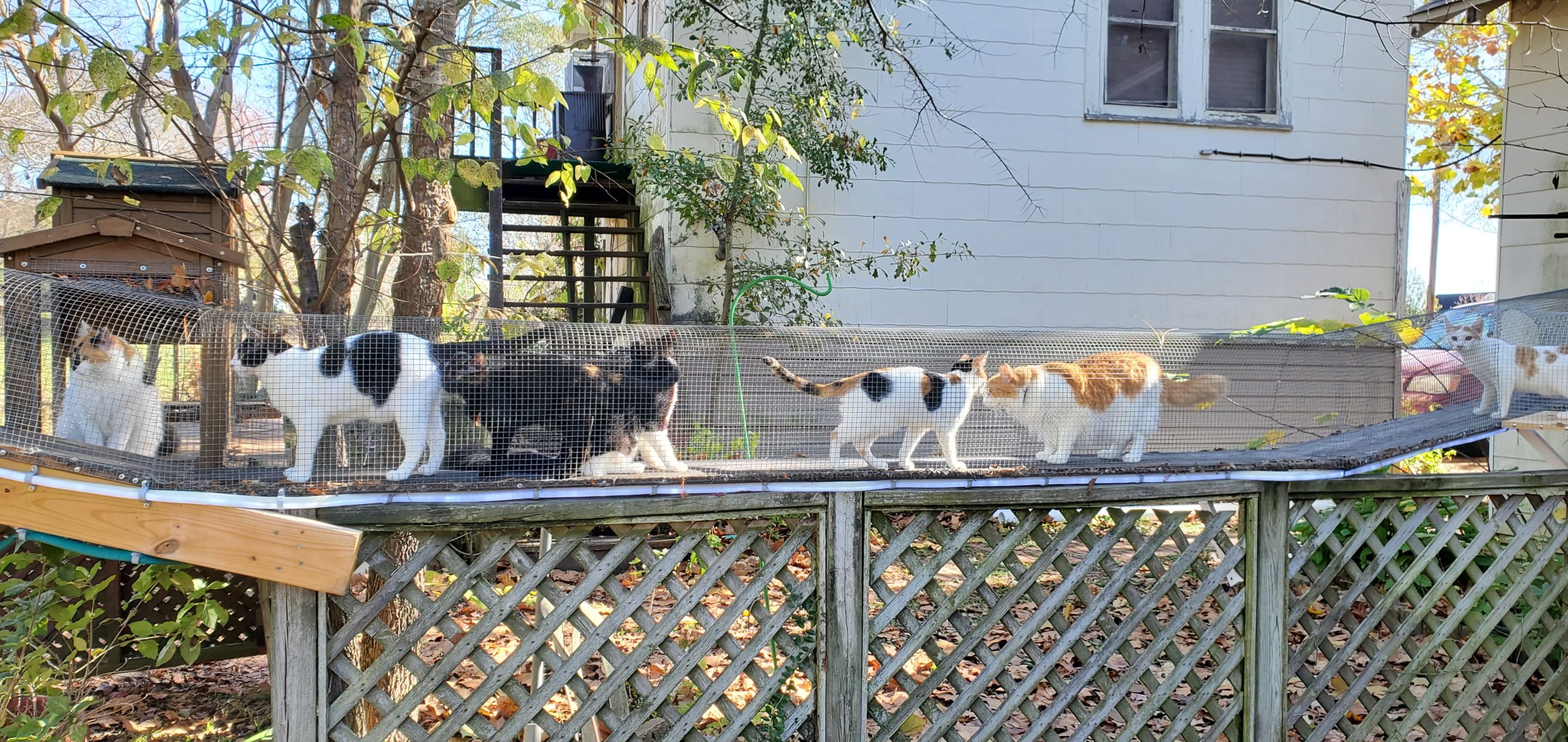 Become A Kitty Advocate – Texas Cat Org