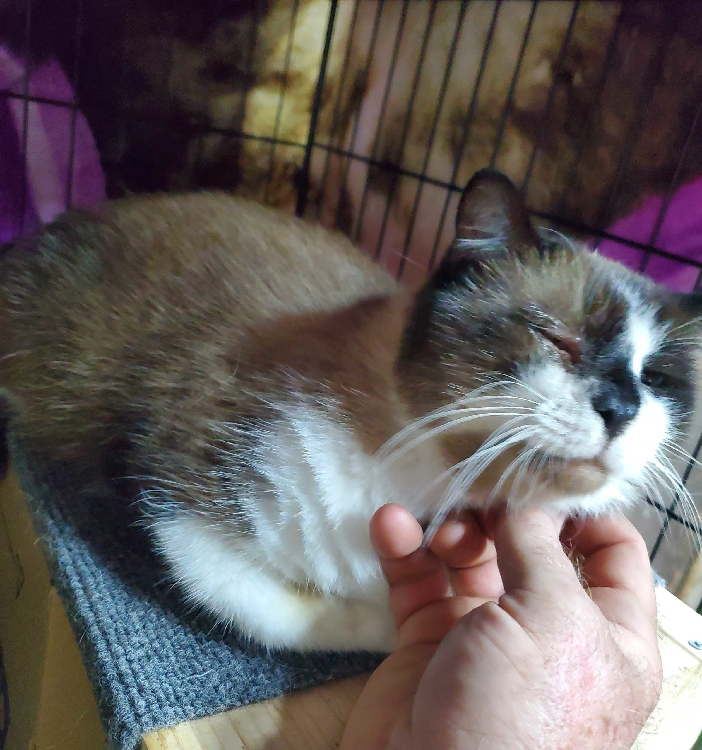 Sweet Boy – Texas Cat Org