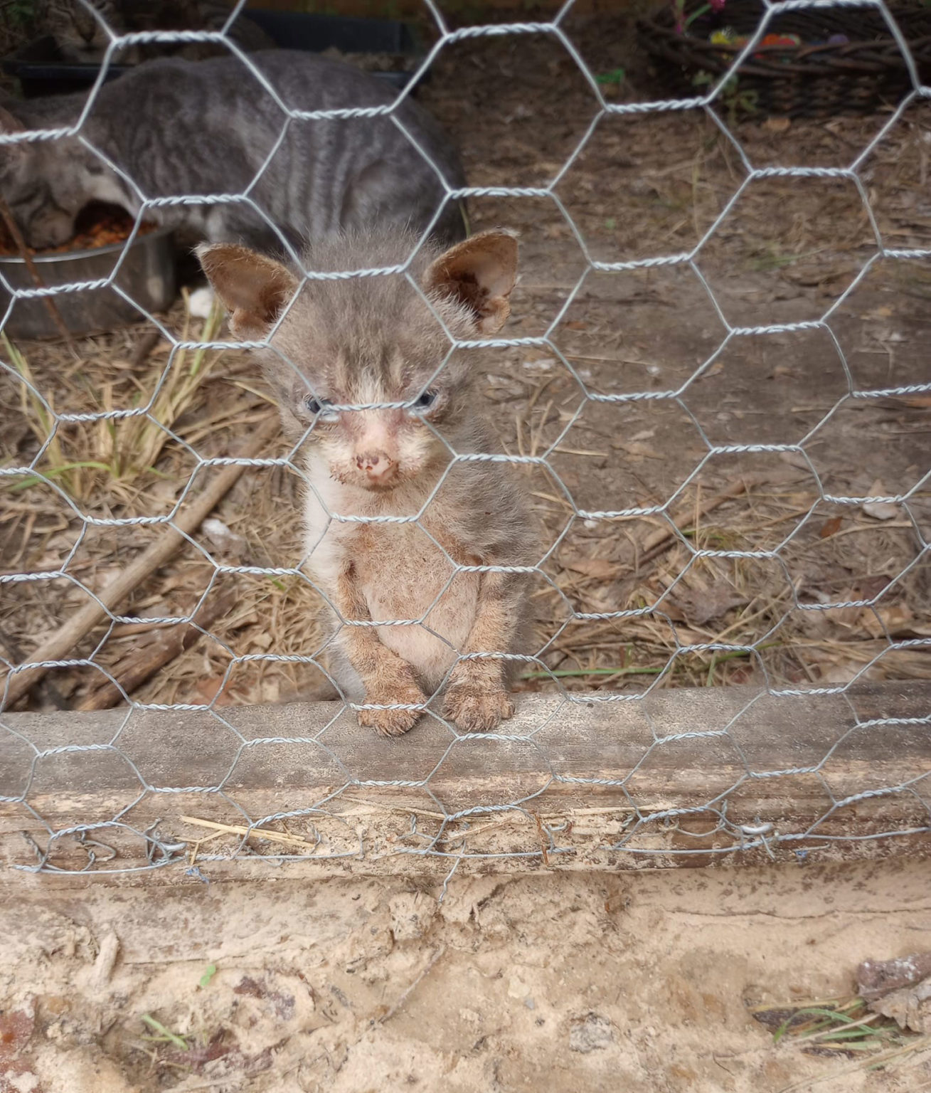 Report Neglect or Abuse – Texas Cat Org