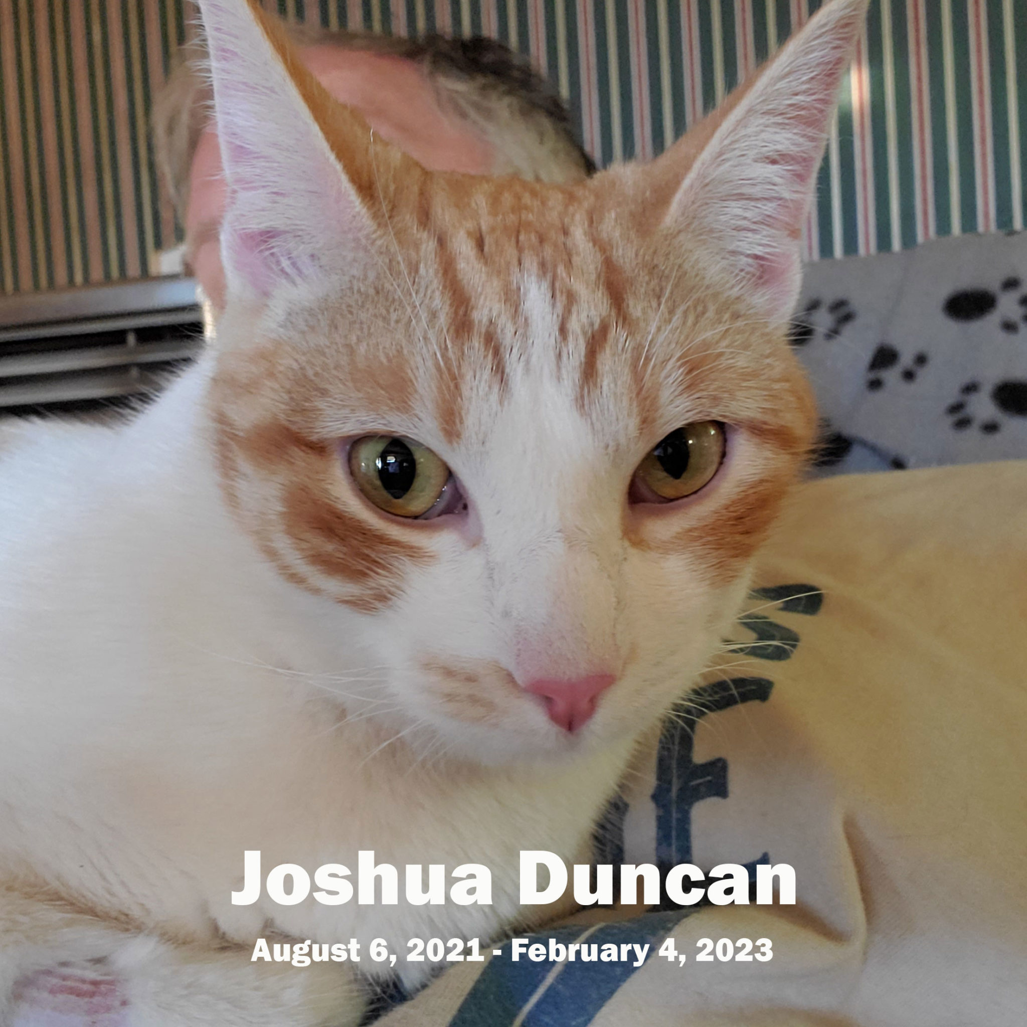 Joshua Duncan – Texas Cat Org