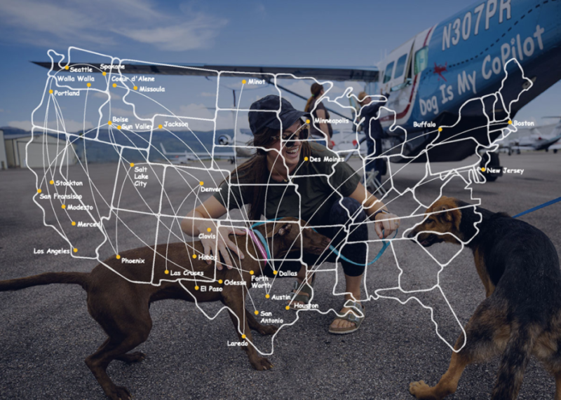 Did You Know That Dogs Can Fly? – Texas Cat Org