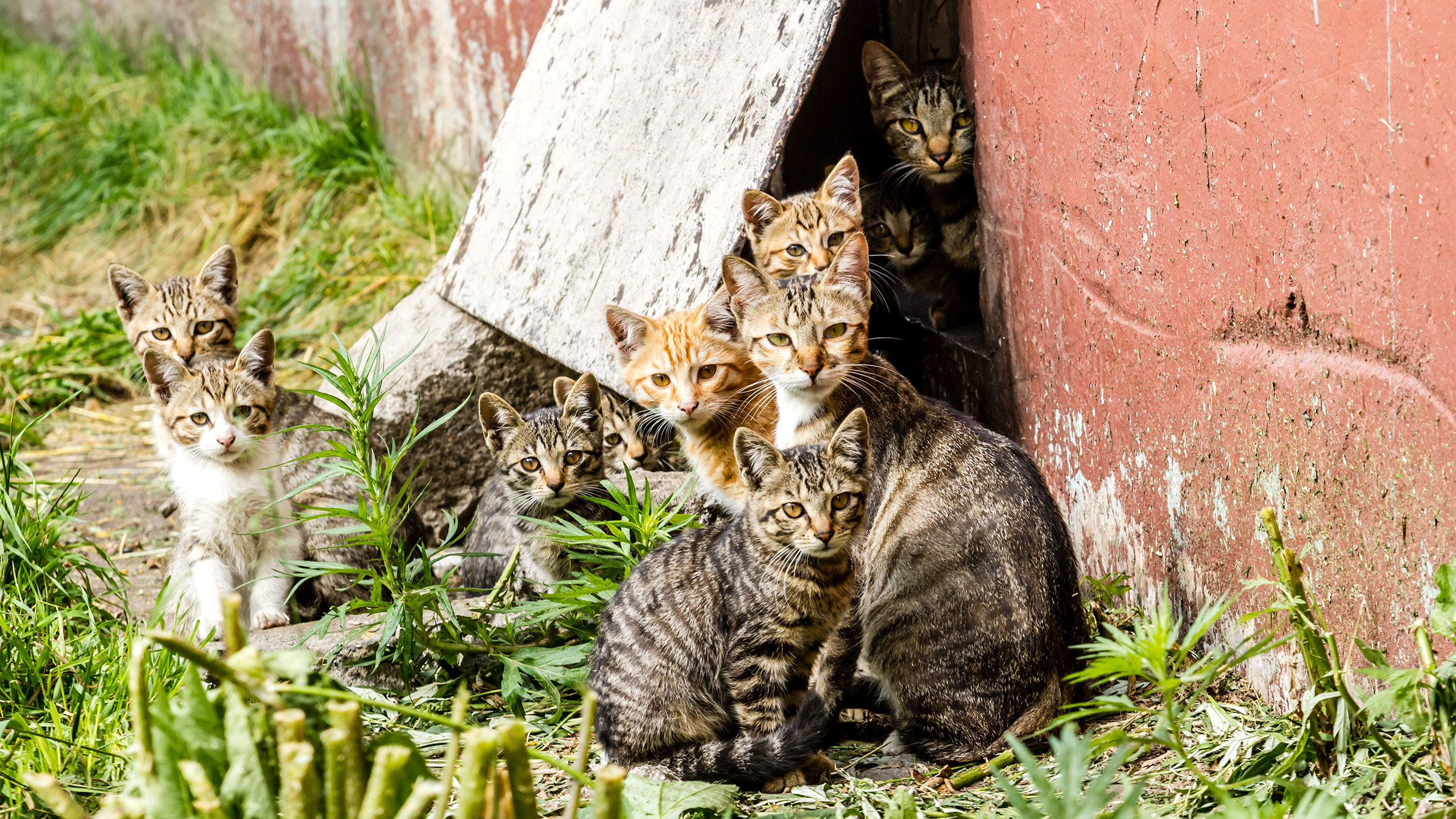 Texas Cat Org – You Give, They Live