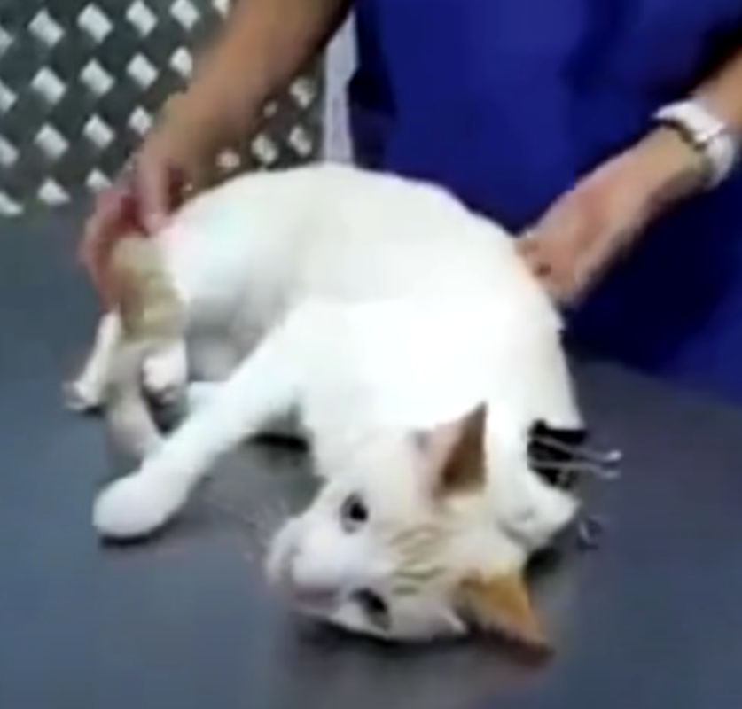 Have You Tried Clipnosis For Easier Injections? – Texas Cat Org