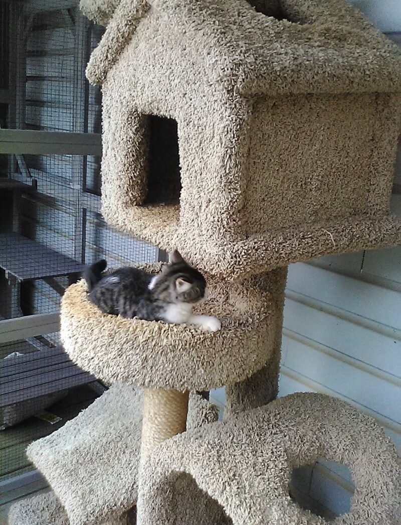 Playful FeLV+ Seeking Same To Live Spoiled Rotten Life Together – Texas Cat Org