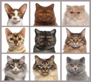 Cats – Texas Cat Org
